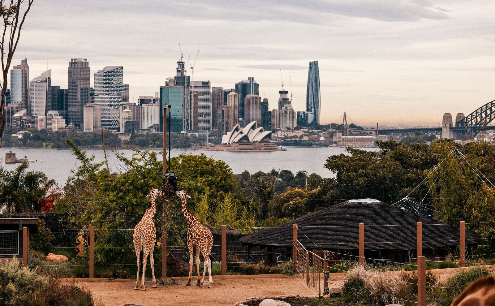 Planning Your Taronga Zoo Visit: Ferry, Parking & What to Bring